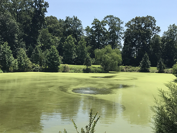 Restore Balance Naturally: Eco-Friendly Lake and Pond Management with ...