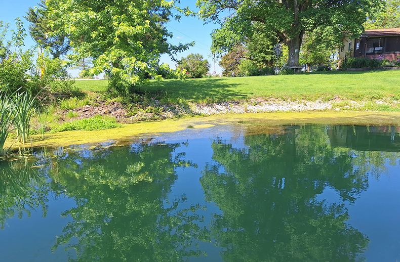CASE STUDY: Phosphorus Levels Drop 90%: Solomon Lake Sees Remarkable ...